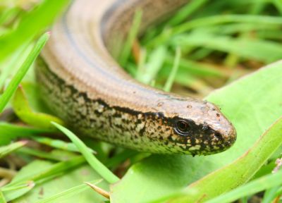 Get Snake Removal - Snake Removal Pros